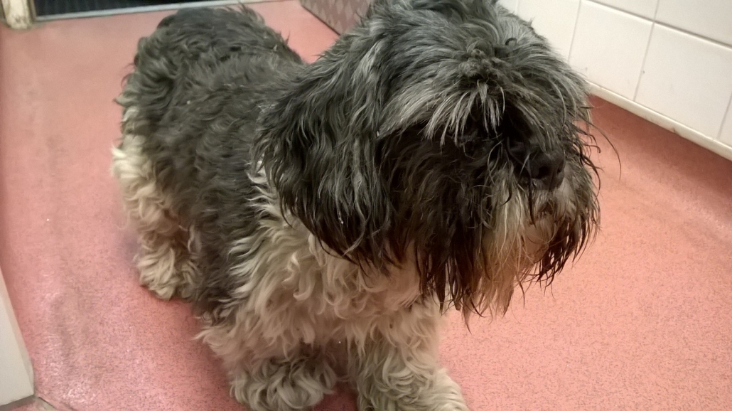 Found Dogs - Lost Dogs UK