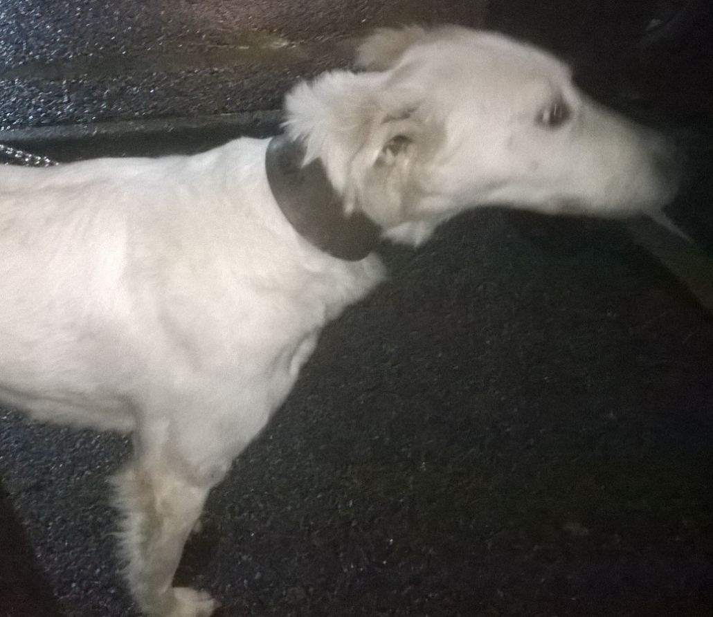 Found Dogs - Lost Dogs UK