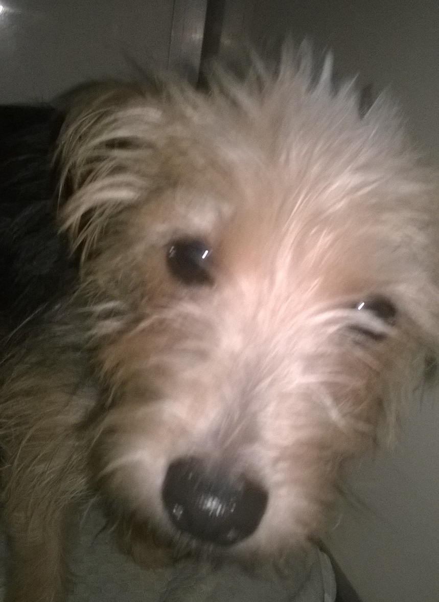 Found Dogs - Lost Dogs UK