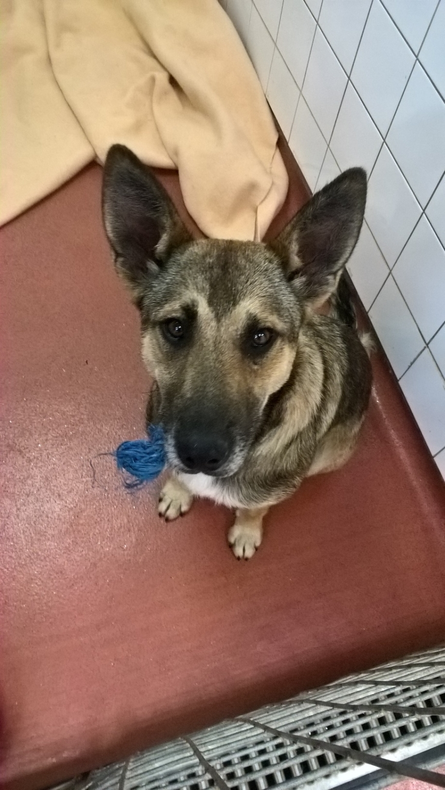 Found Dogs - Lost Dogs UK