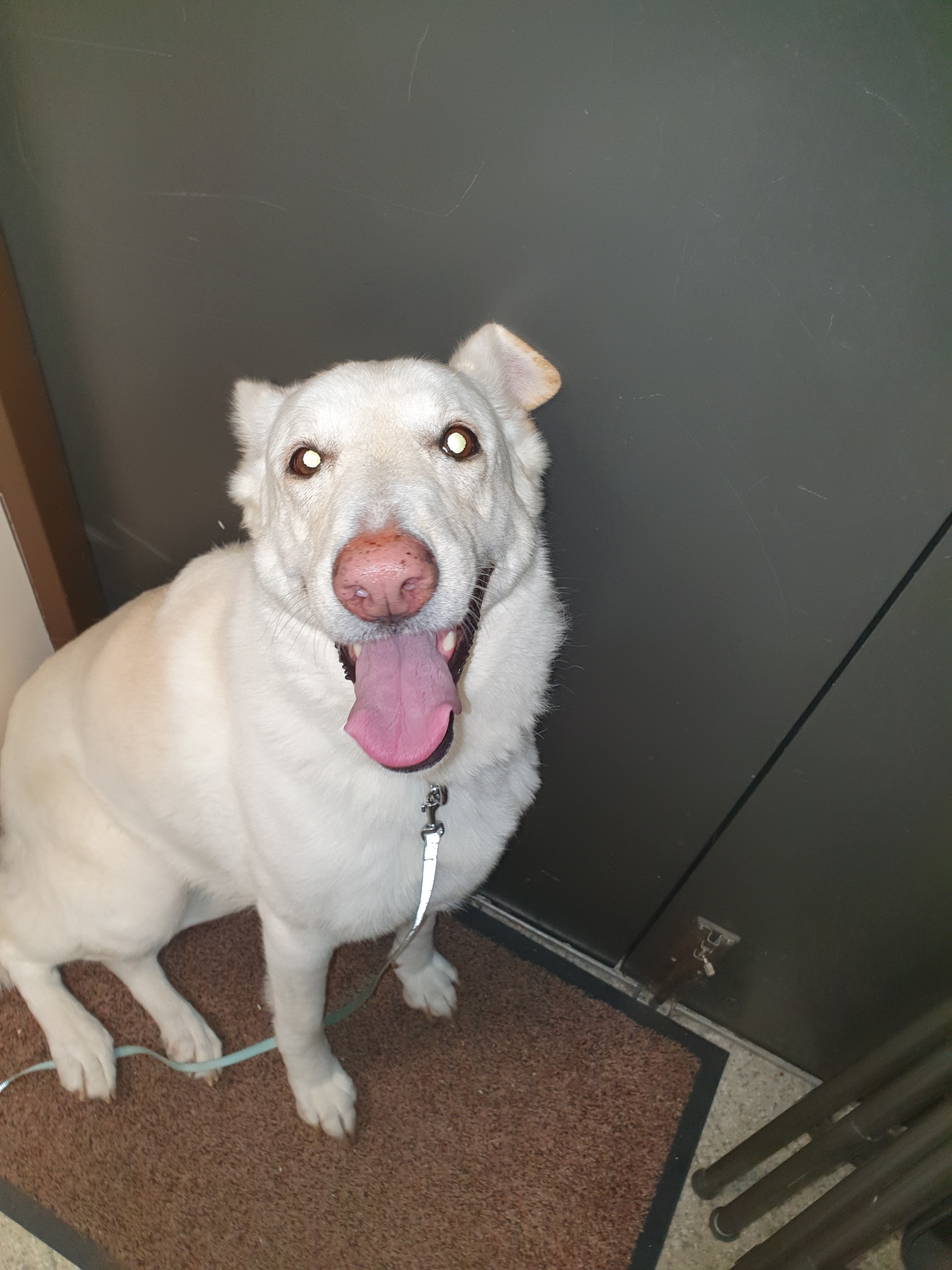 MKC SDK101706 - Lost Dogs UK