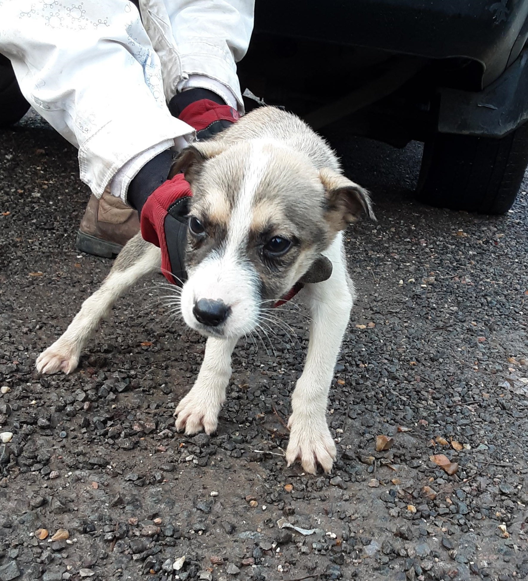 CBC 0711221341 D - Lost Dogs UK
