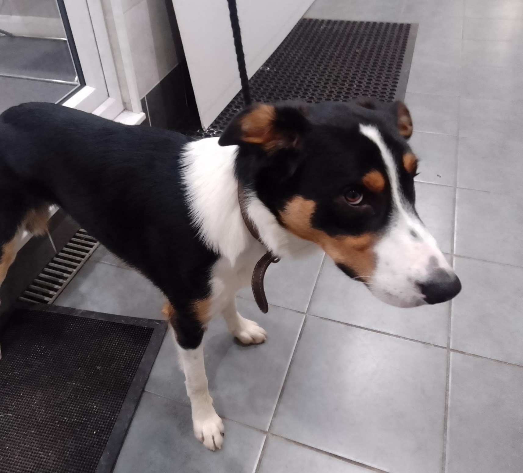 What Is An Esd Dog at Sally Marlon blog