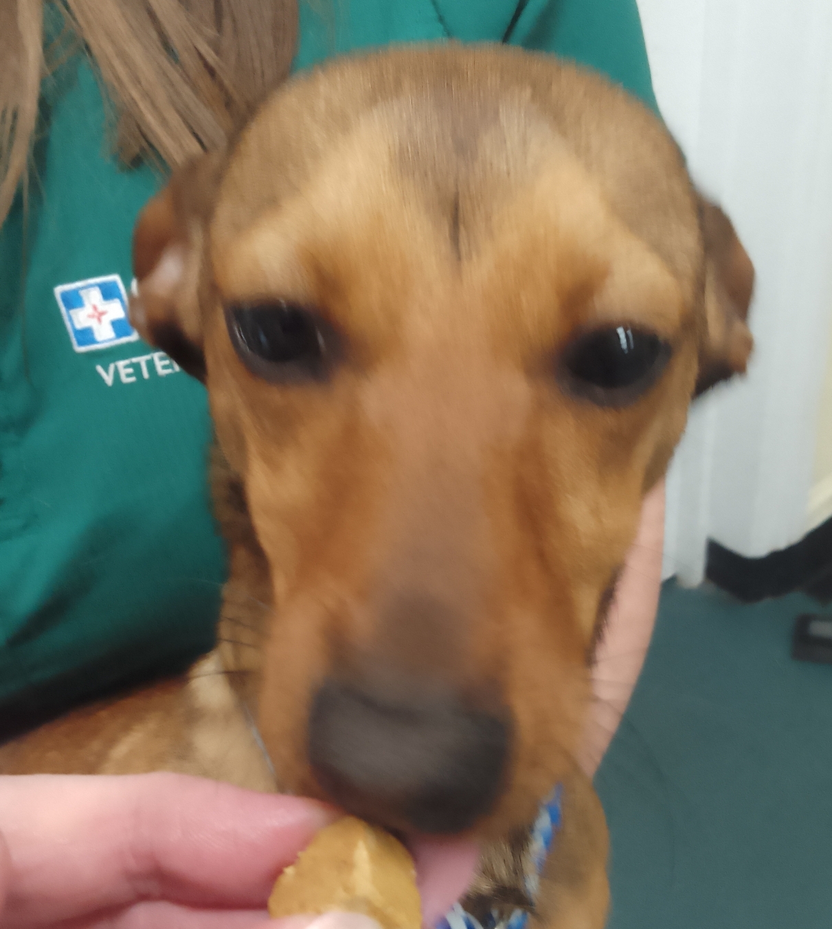 Found Dogs - Lost Dogs UK