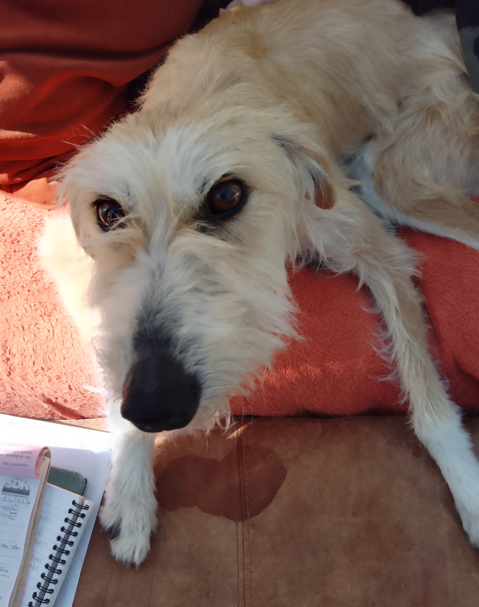 Found Dogs - Lost Dogs UK