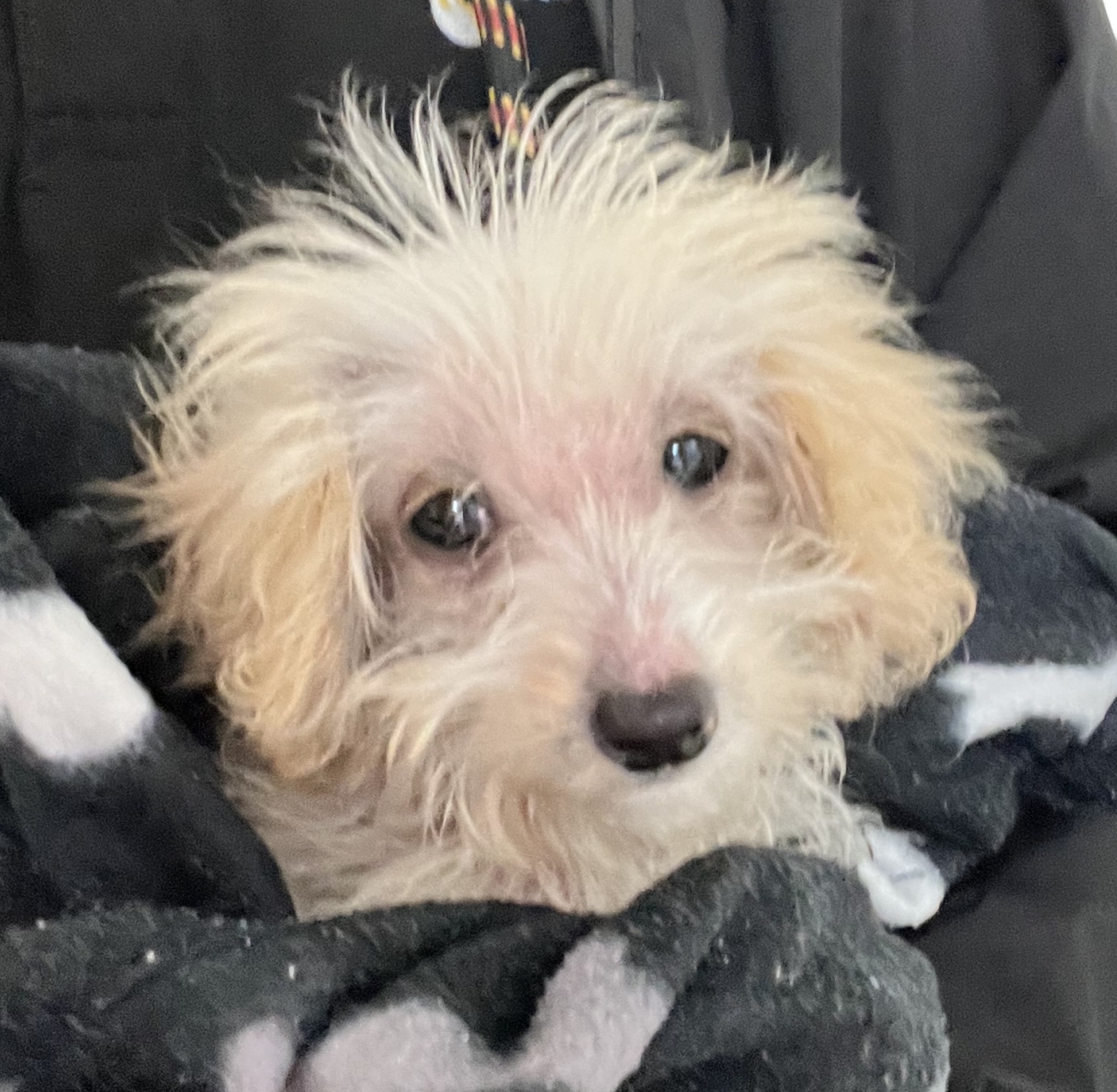 Found Dogs - Lost Dogs UK