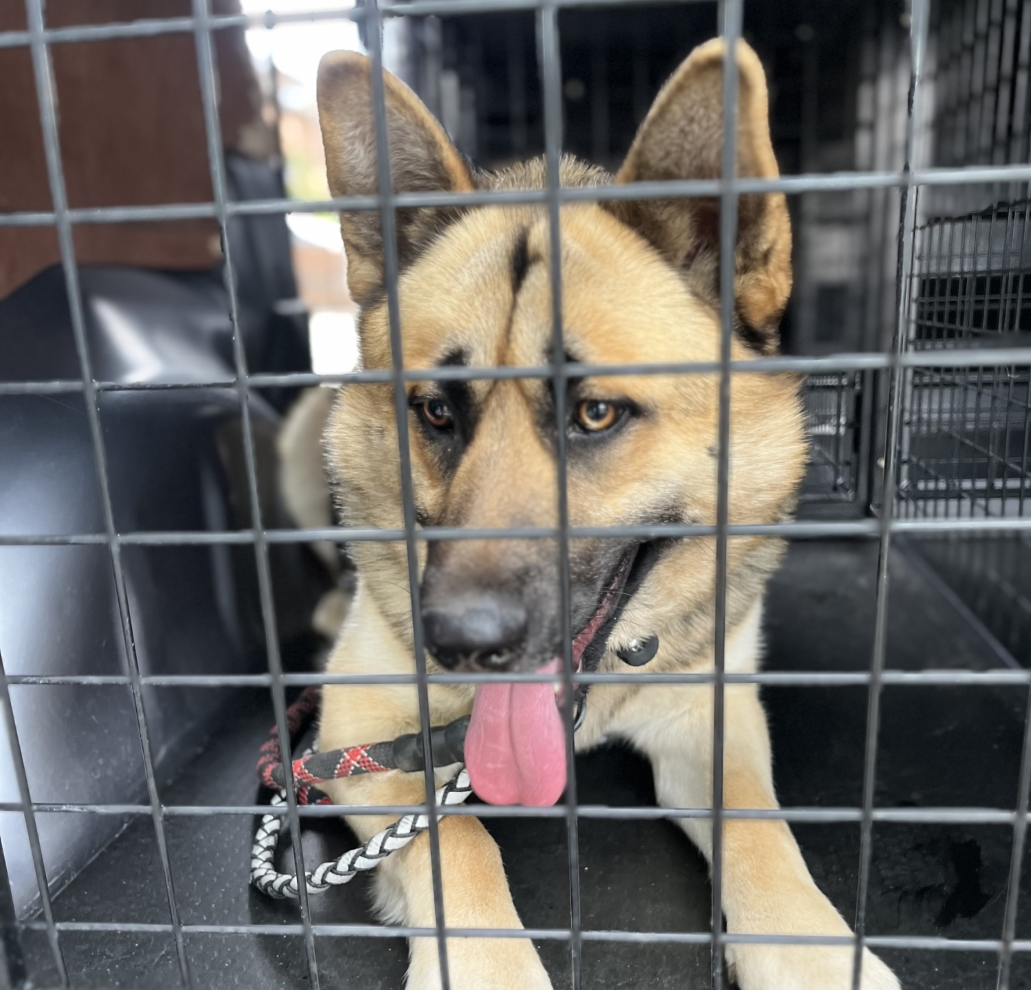 Found Dogs - Lost Dogs UK