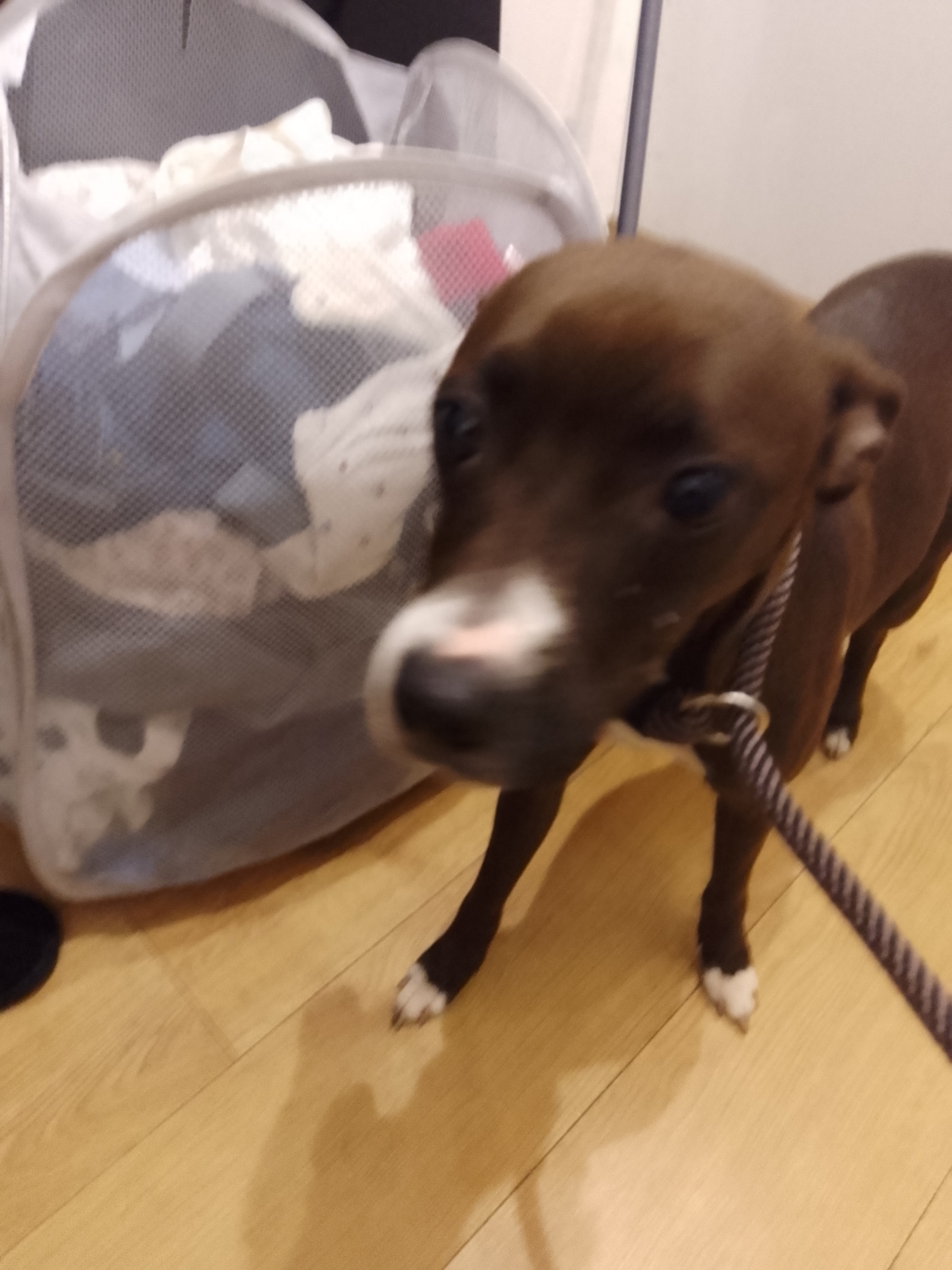 Found Dogs - Lost Dogs UK