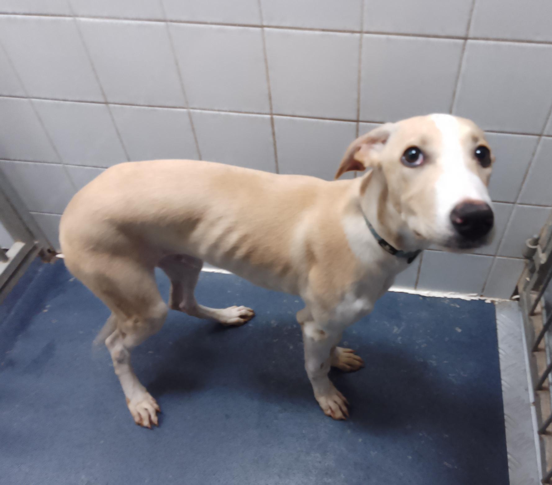 Found Dogs - Lost Dogs UK