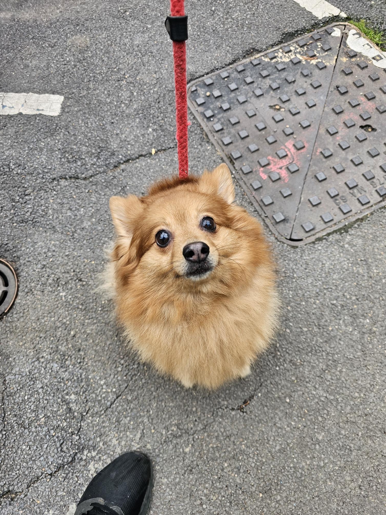 Found Dogs - Lost Dogs UK