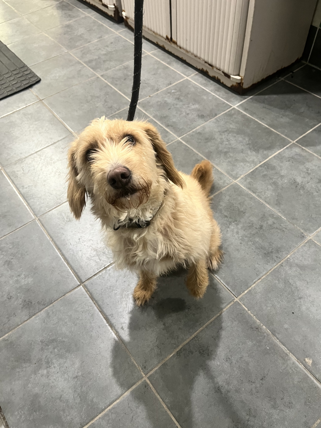 Found Dogs - Lost Dogs UK