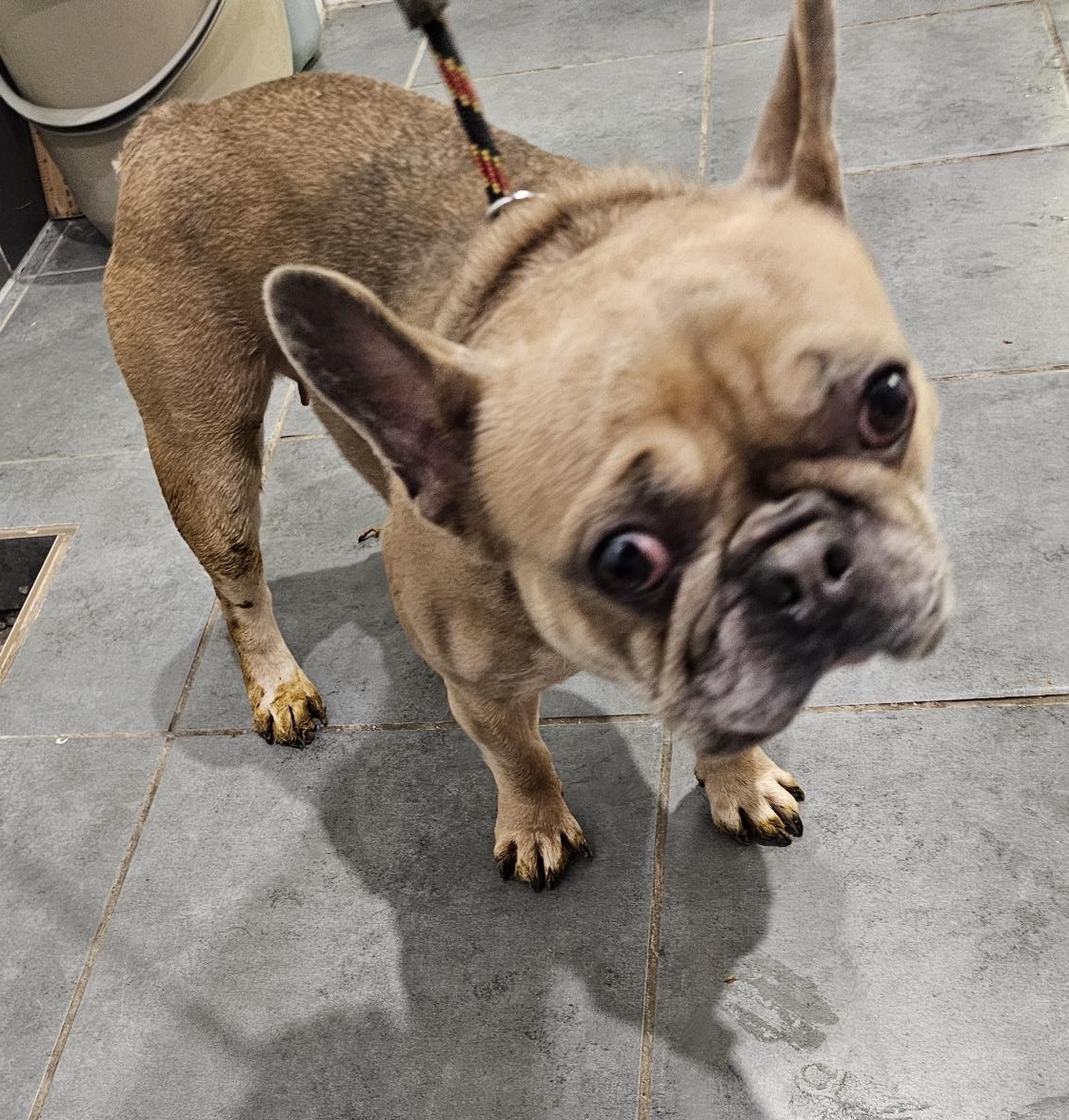 NHDC SDK09792 - Lost Dogs UK