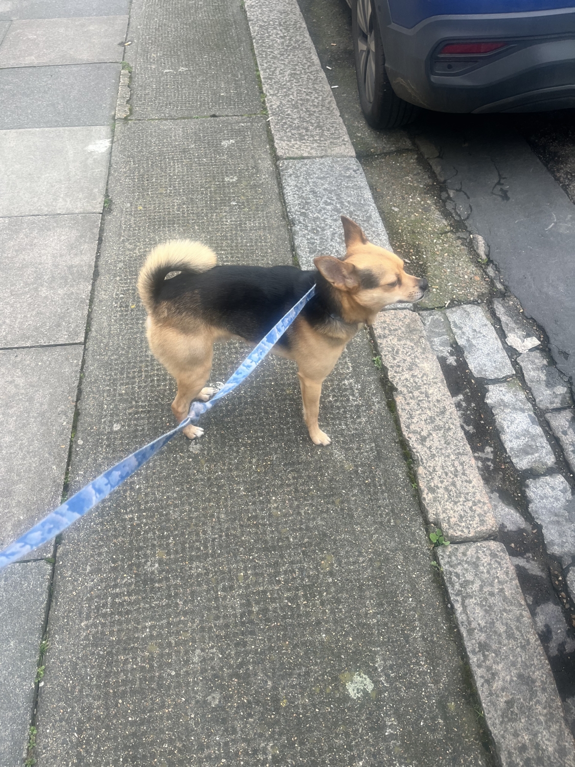 Found Dogs - Lost Dogs UK