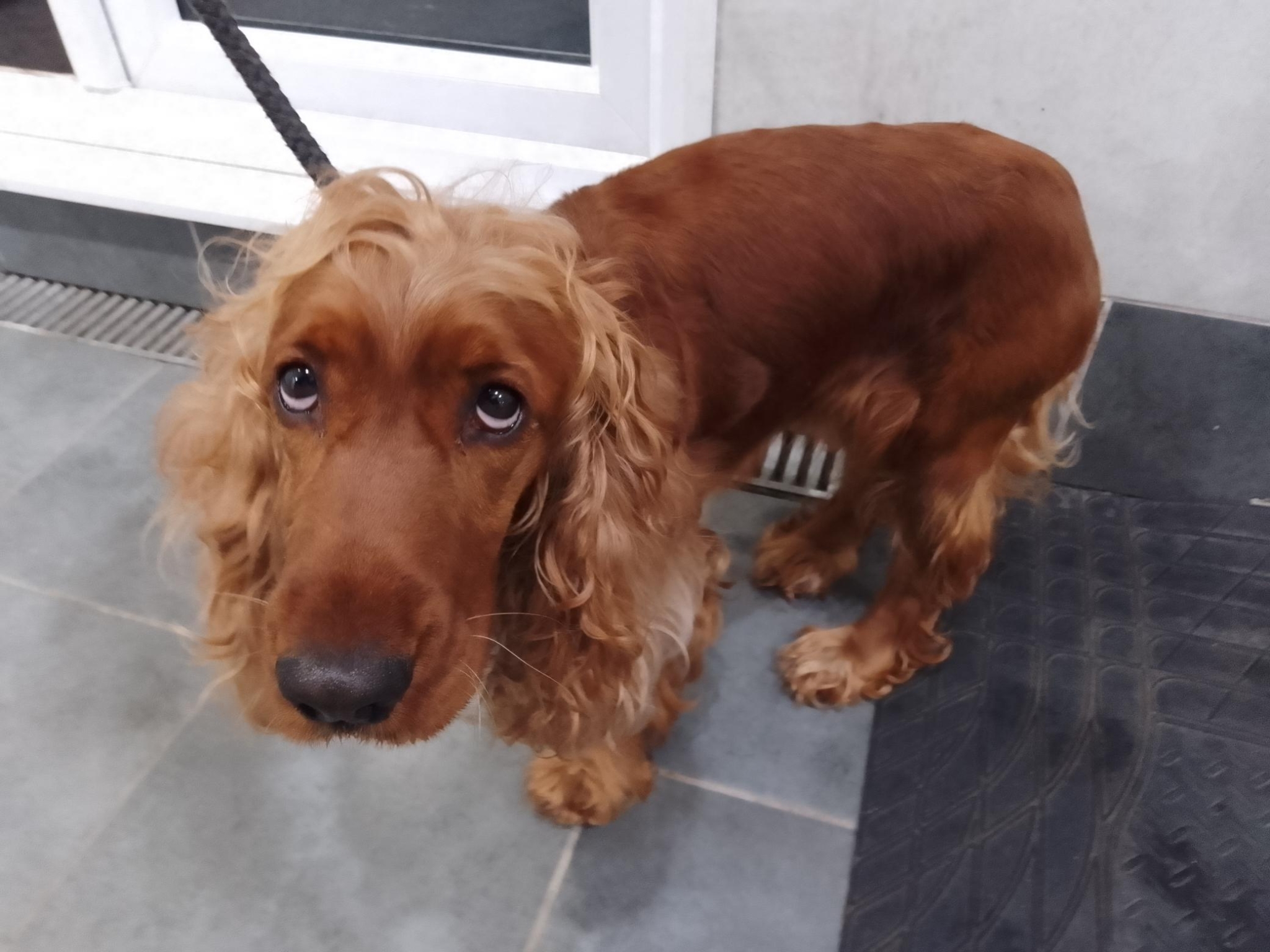 Found Dogs - Lost Dogs UK