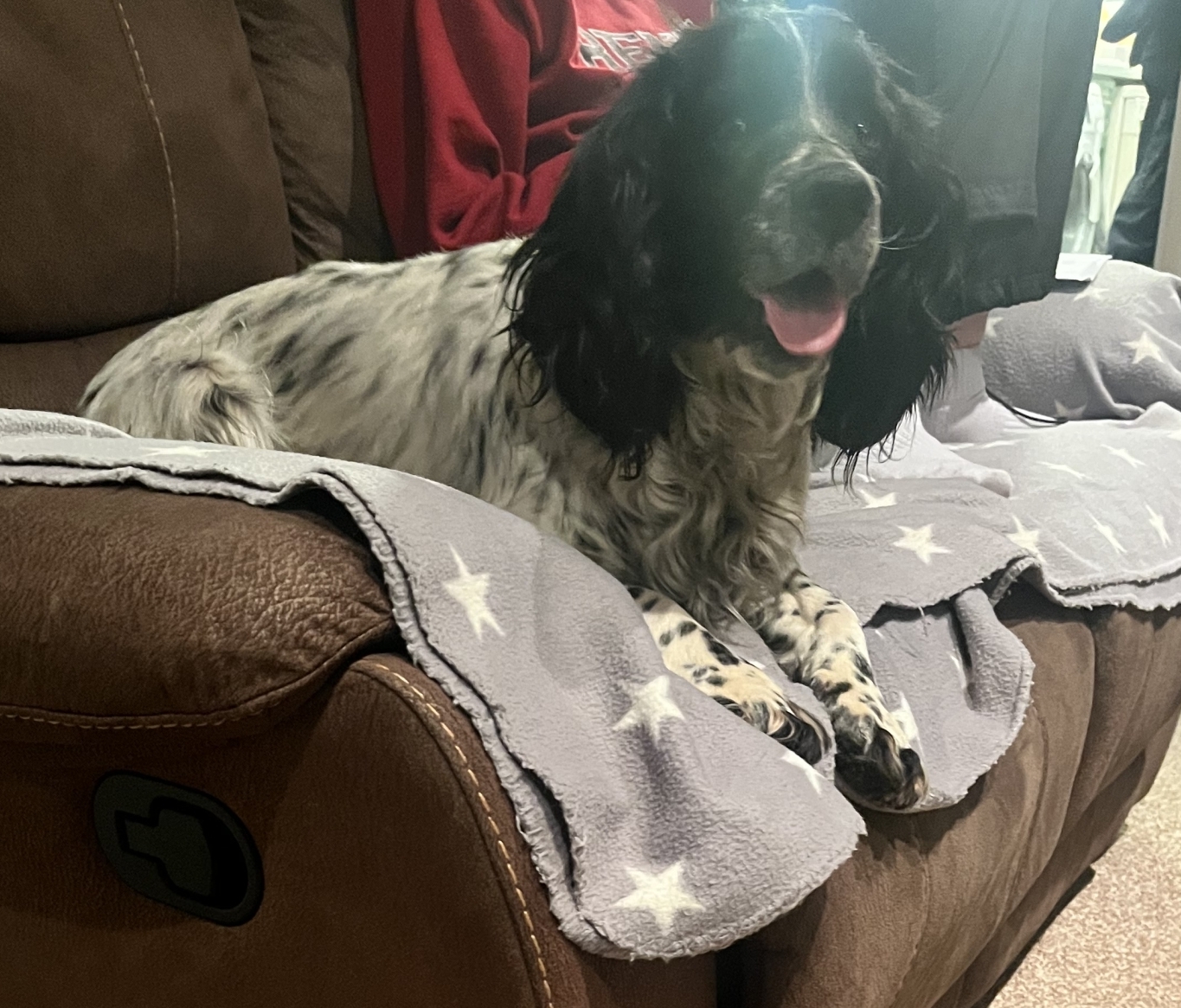 Found Dogs - Lost Dogs UK