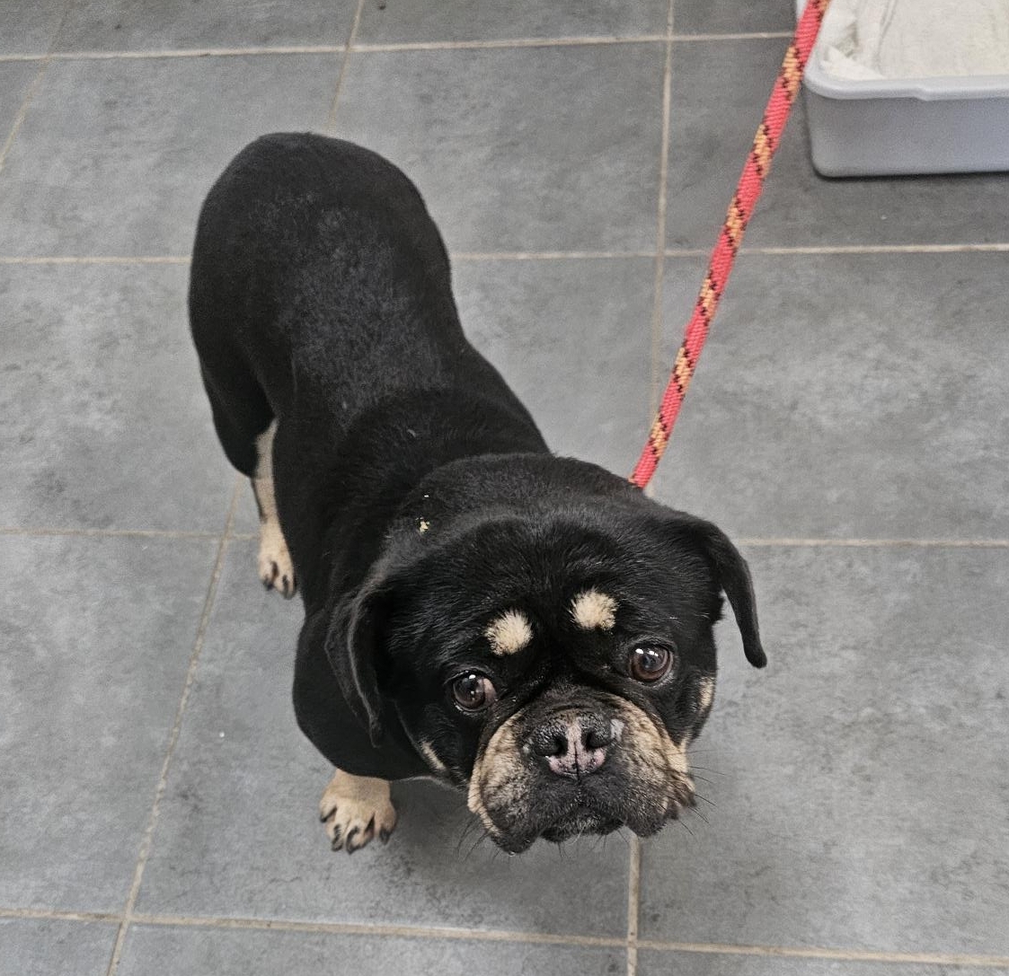 Found Dogs - Lost Dogs UK
