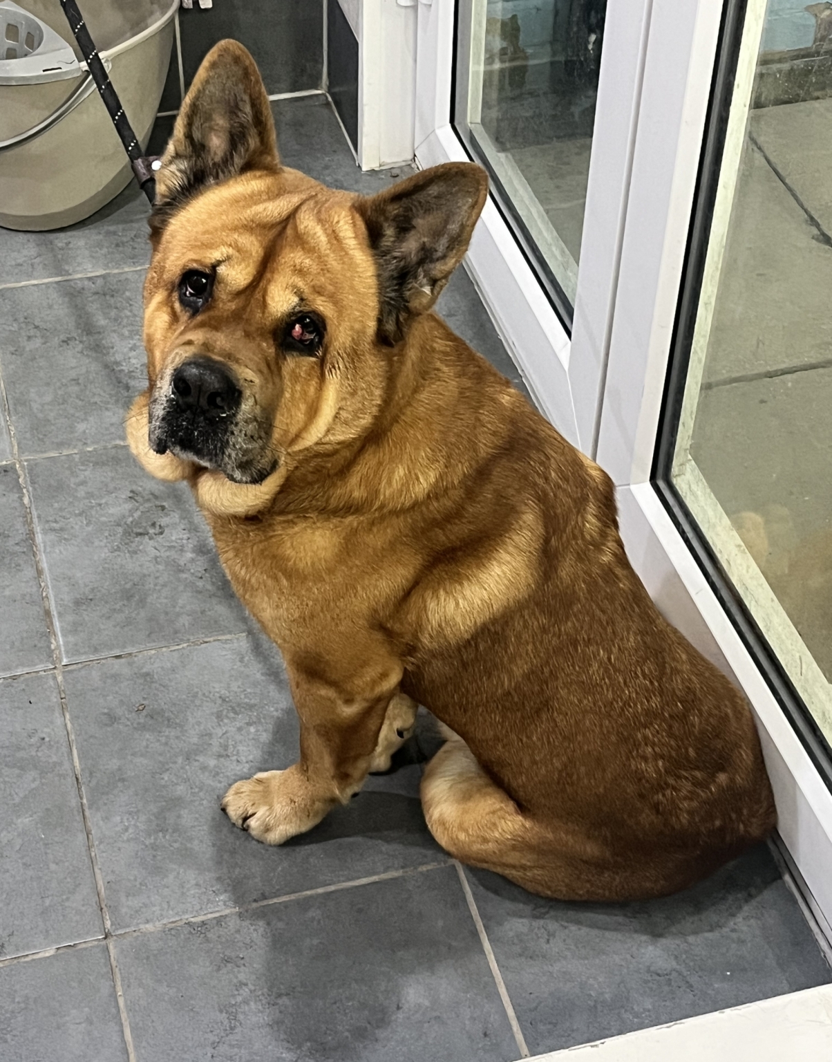 Found Dogs - Lost Dogs UK