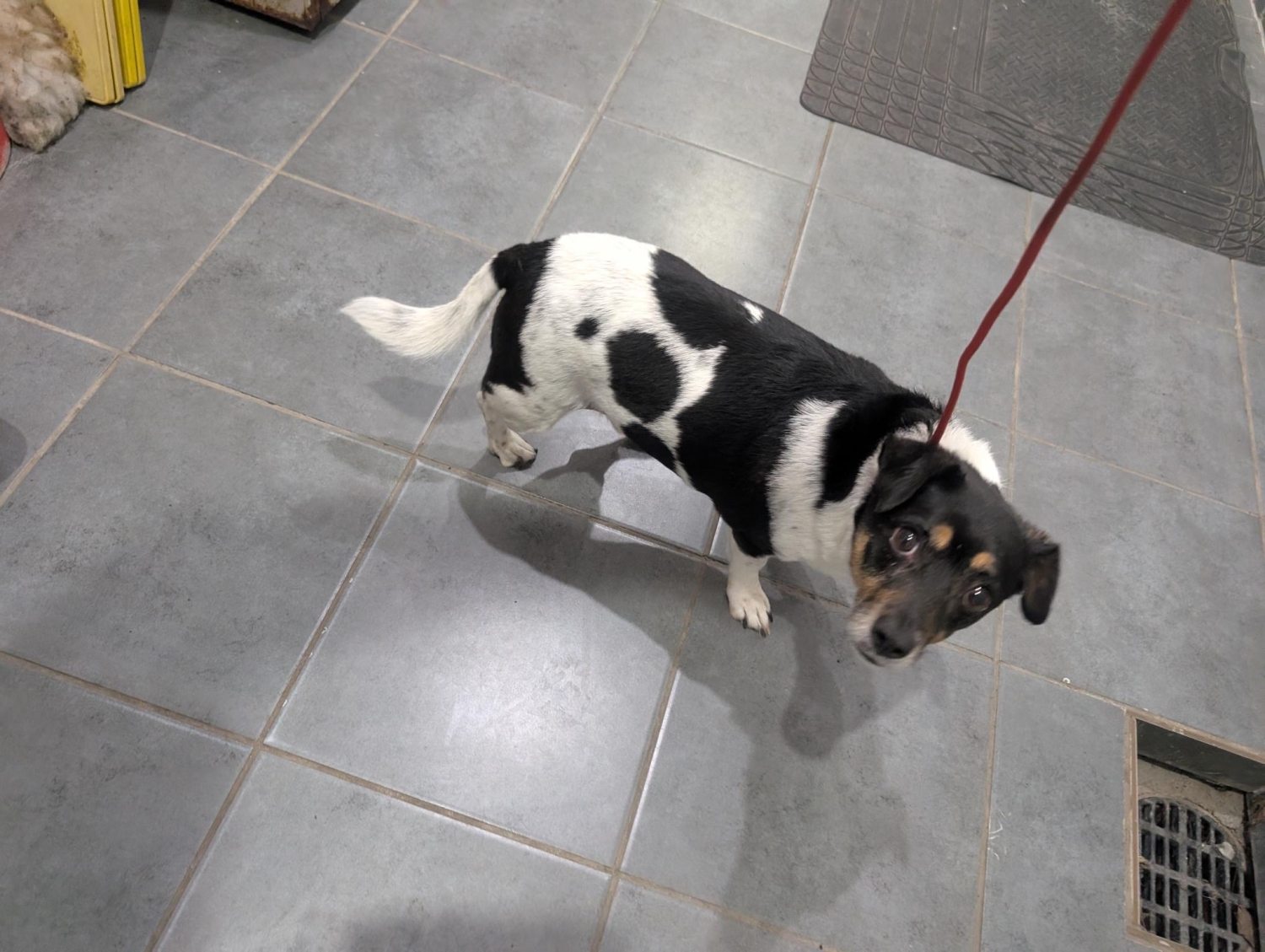Found Dogs - Lost Dogs UK