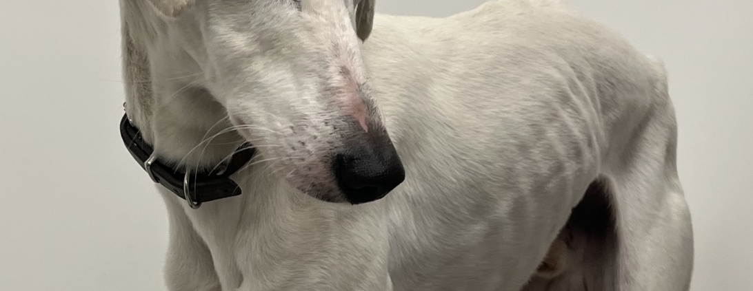 NHDC SDK17267 - Lost Dogs UK